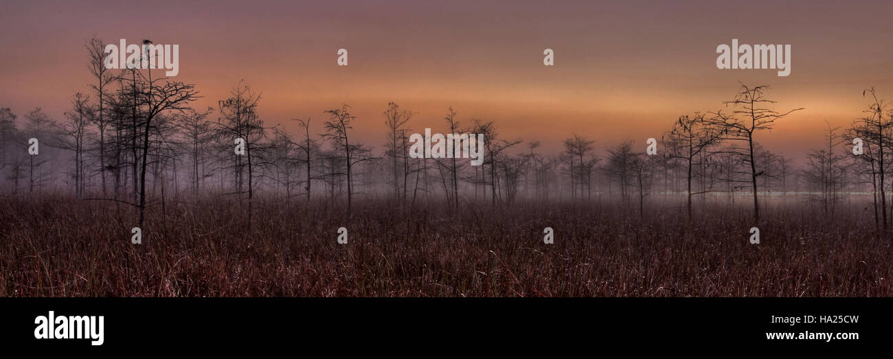 Morning dew settles over the Everglades, creating a serene atmosphere ...