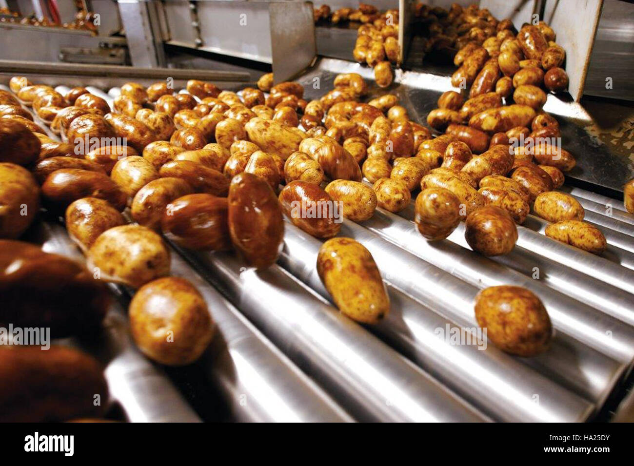 The USDA's inspection and regulation of potato packing facilities ...