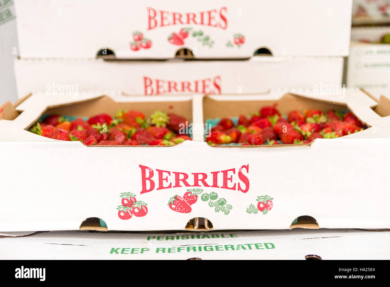 Fresh strawberries are neatly packed in boxes, reflecting the U.S ...