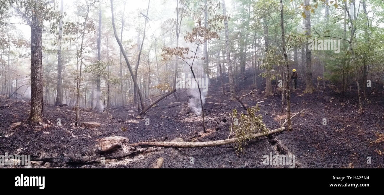 This image depicts a wildfire in North Carolina's forest, showcasing ...