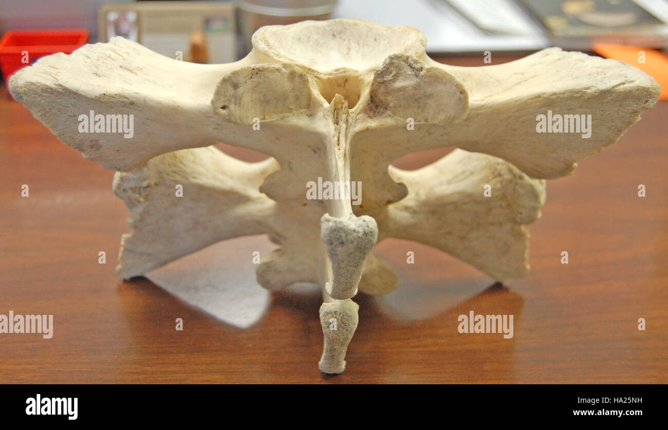 evergladesnps 9103751872 Alligator Vertebrae (1), NPSphotos.jpg Stock ...
