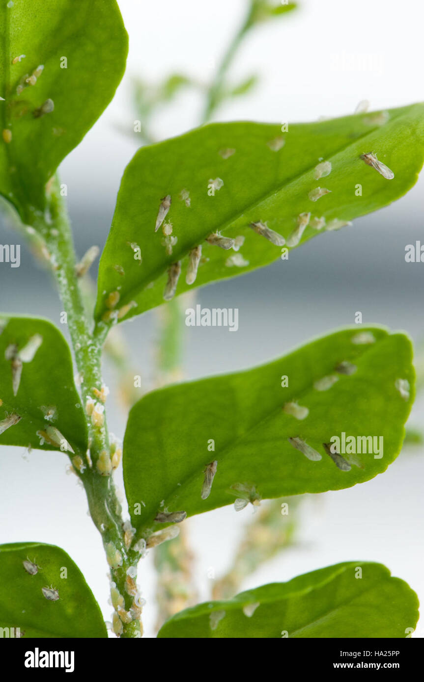 The Asian citrus psyllid is a harmful insect that affects citrus crops ...