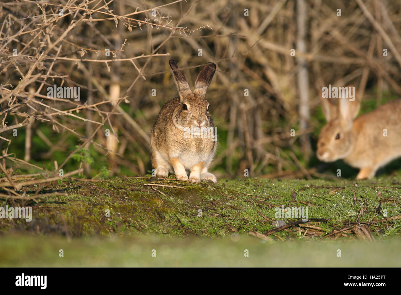 The riparian brush rabbit, an endangered species, is a key focus of ...