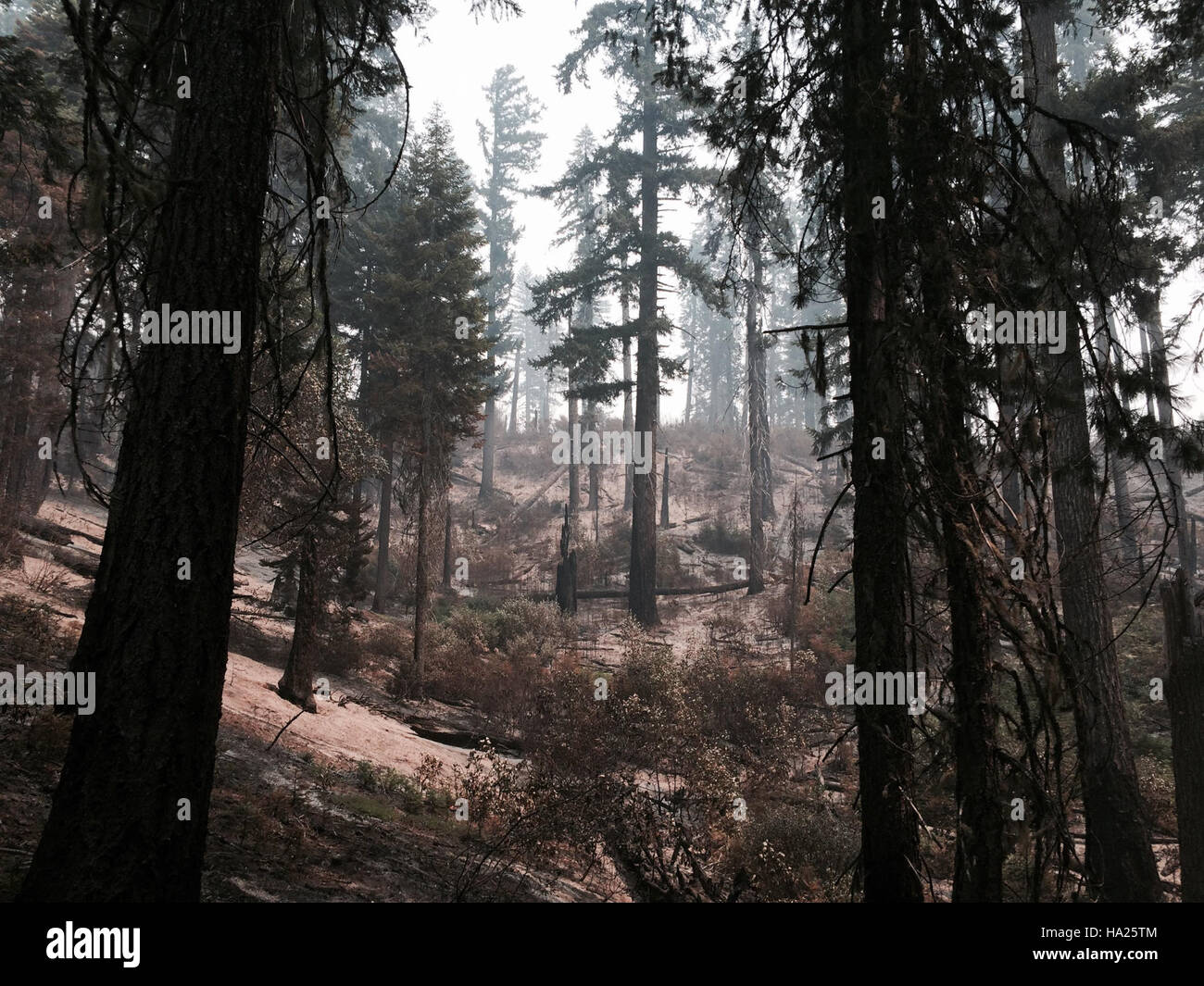 A wildfire in California, showcasing the destructive power of fire on ...