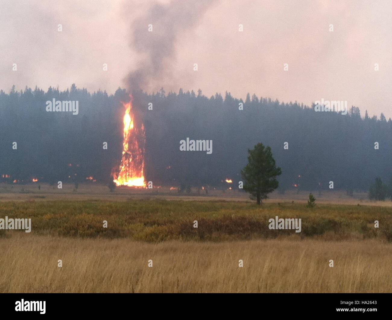 This photo depicts a wildfire in Montana's forested areas, managed by ...