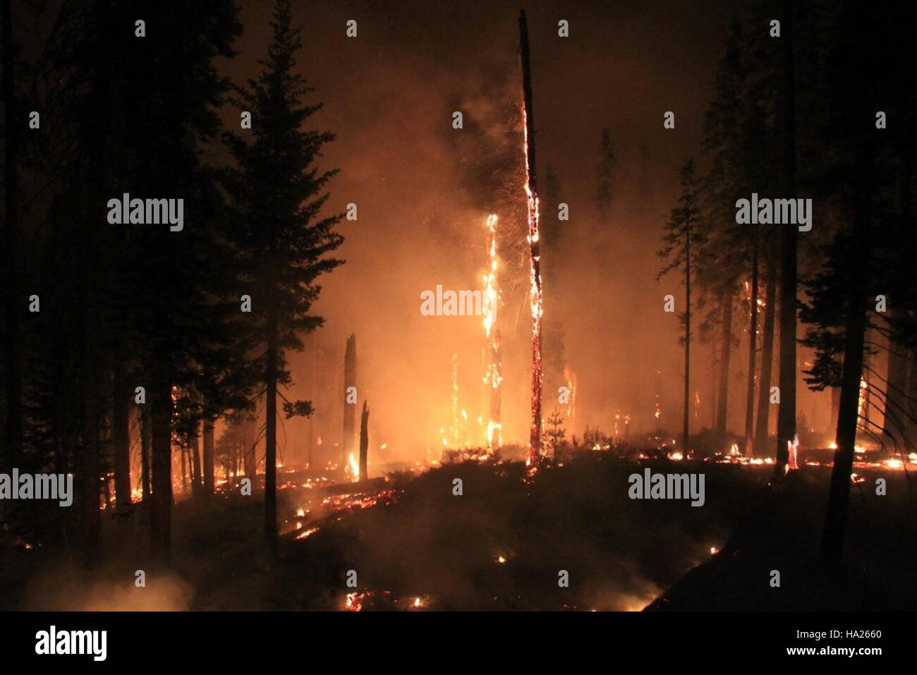 A wildfire burns in a California National Park, demonstrating the ...