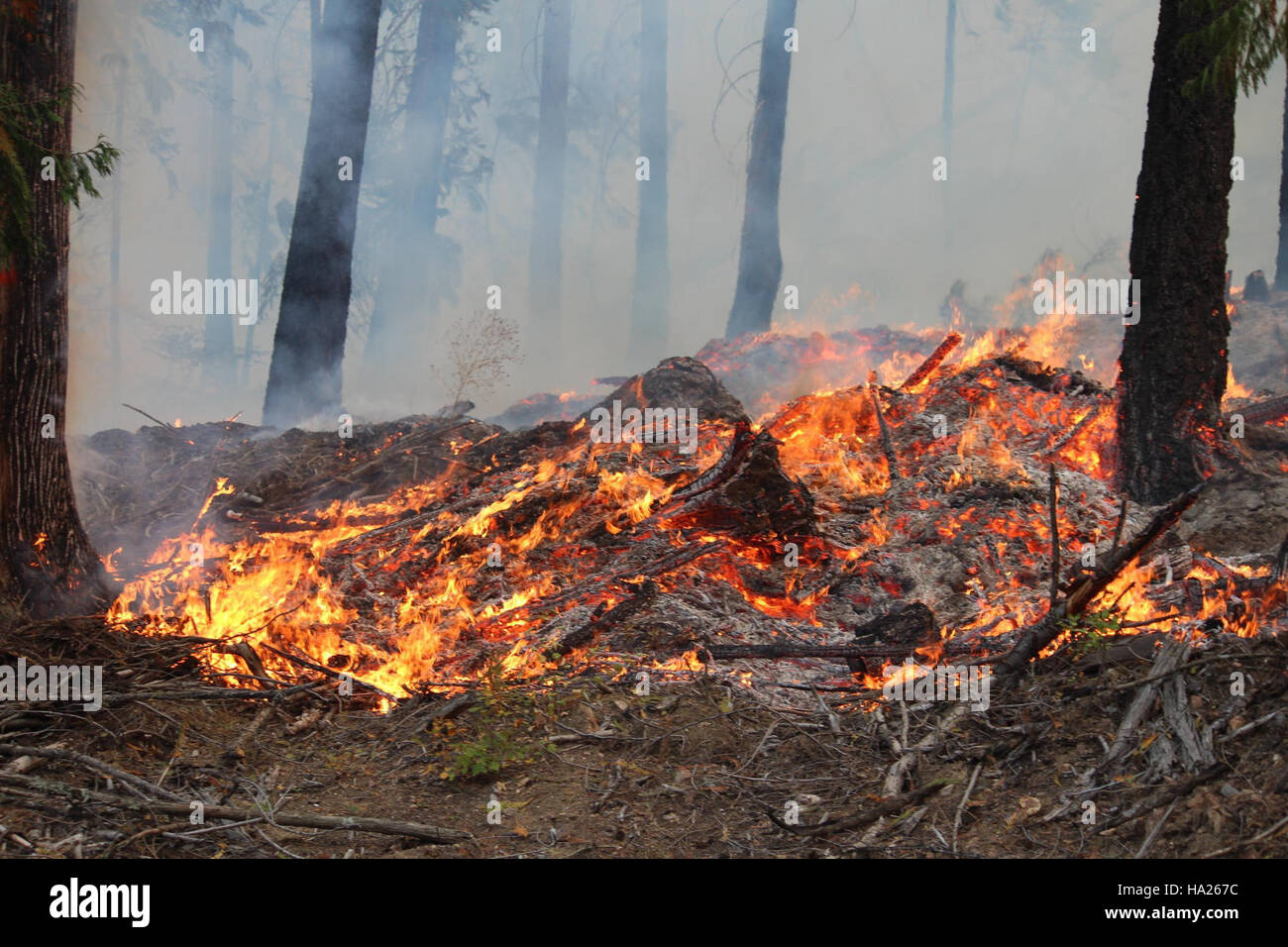 A wildfire in Washington State's National Park, managed by the U.S ...