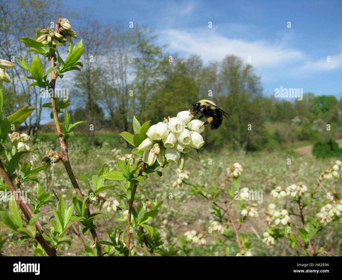A blueberry bush with a bumblebee highlights the vital role of ...