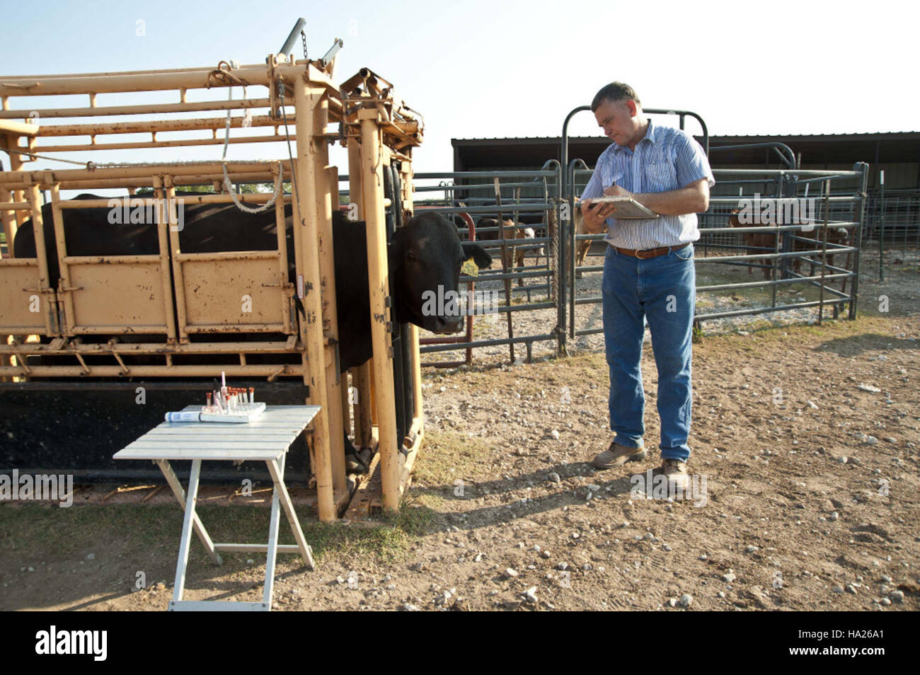 Prevention and control of cattle diseases hi-res stock photography and ...