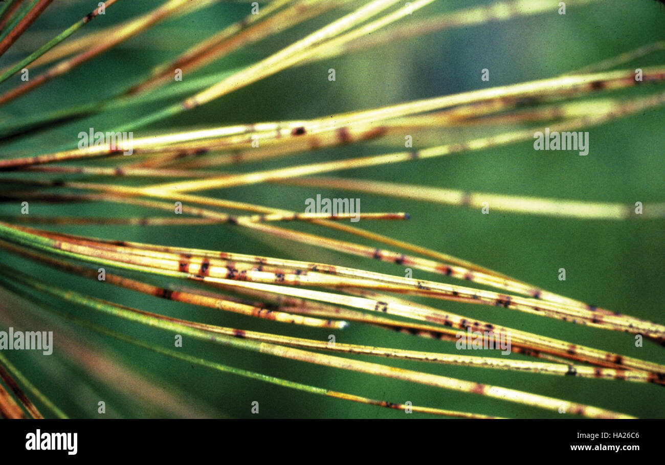 Dothistroma needle blight hi-res stock photography and images - Alamy