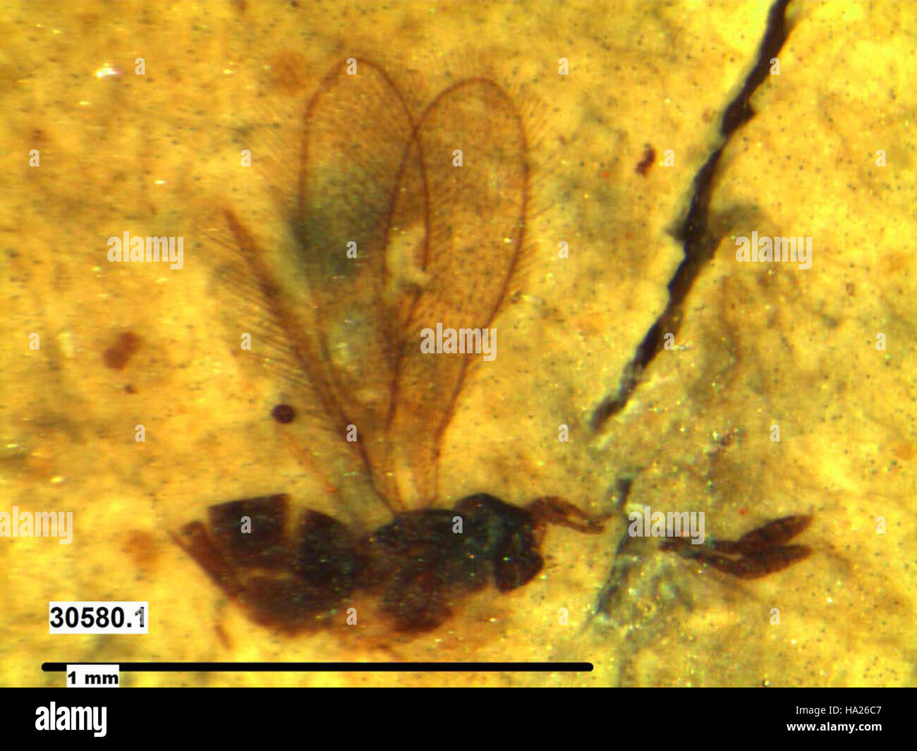 This fossil wasp from the Kishenehn Formation offers insight into ...