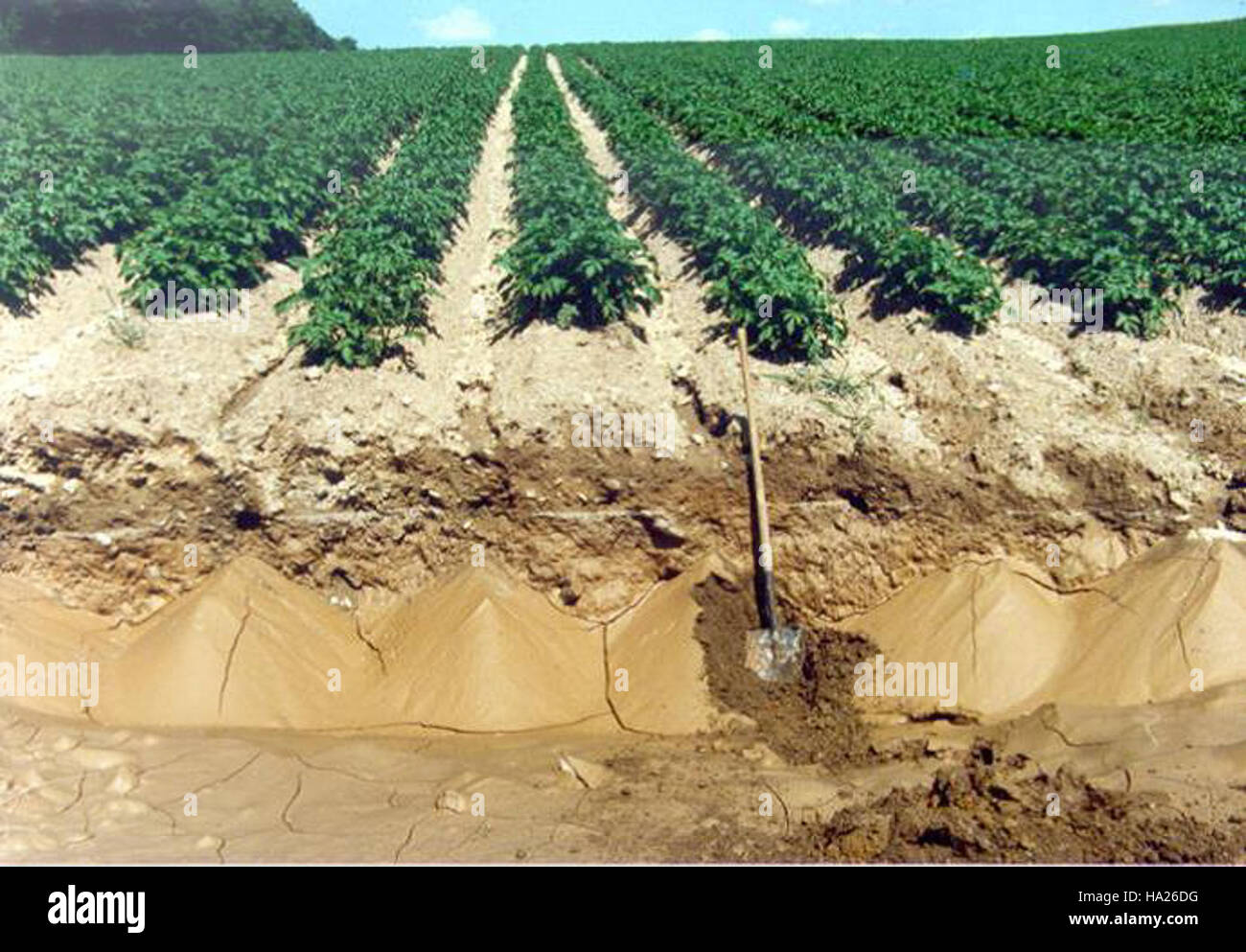 usdagov 24825809879 A potato field with soil erosion Stock Photo - Alamy