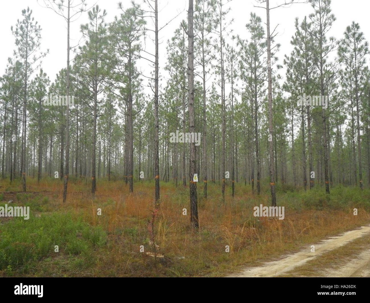 The Conecuh National Forest in Alabama is highlighted for its rich ...
