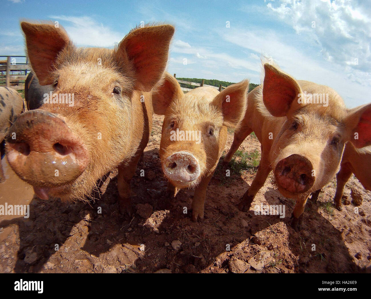 A group of hogs is seen in a farm setting, reflecting the role of ...