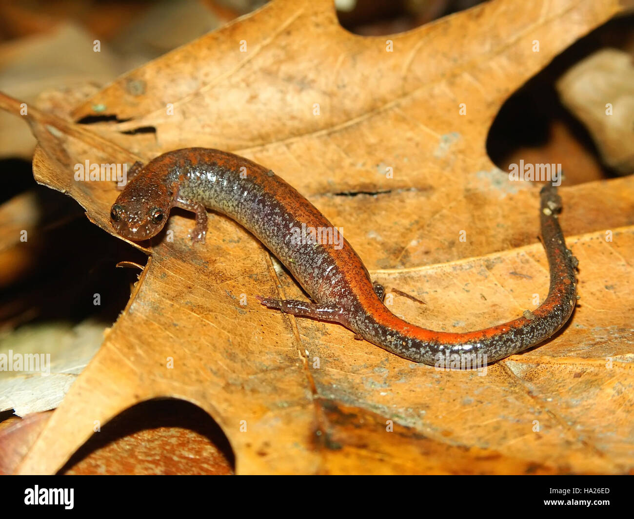 The Red-backed salamander (Plethodon cinereus) is a common amphibian in ...