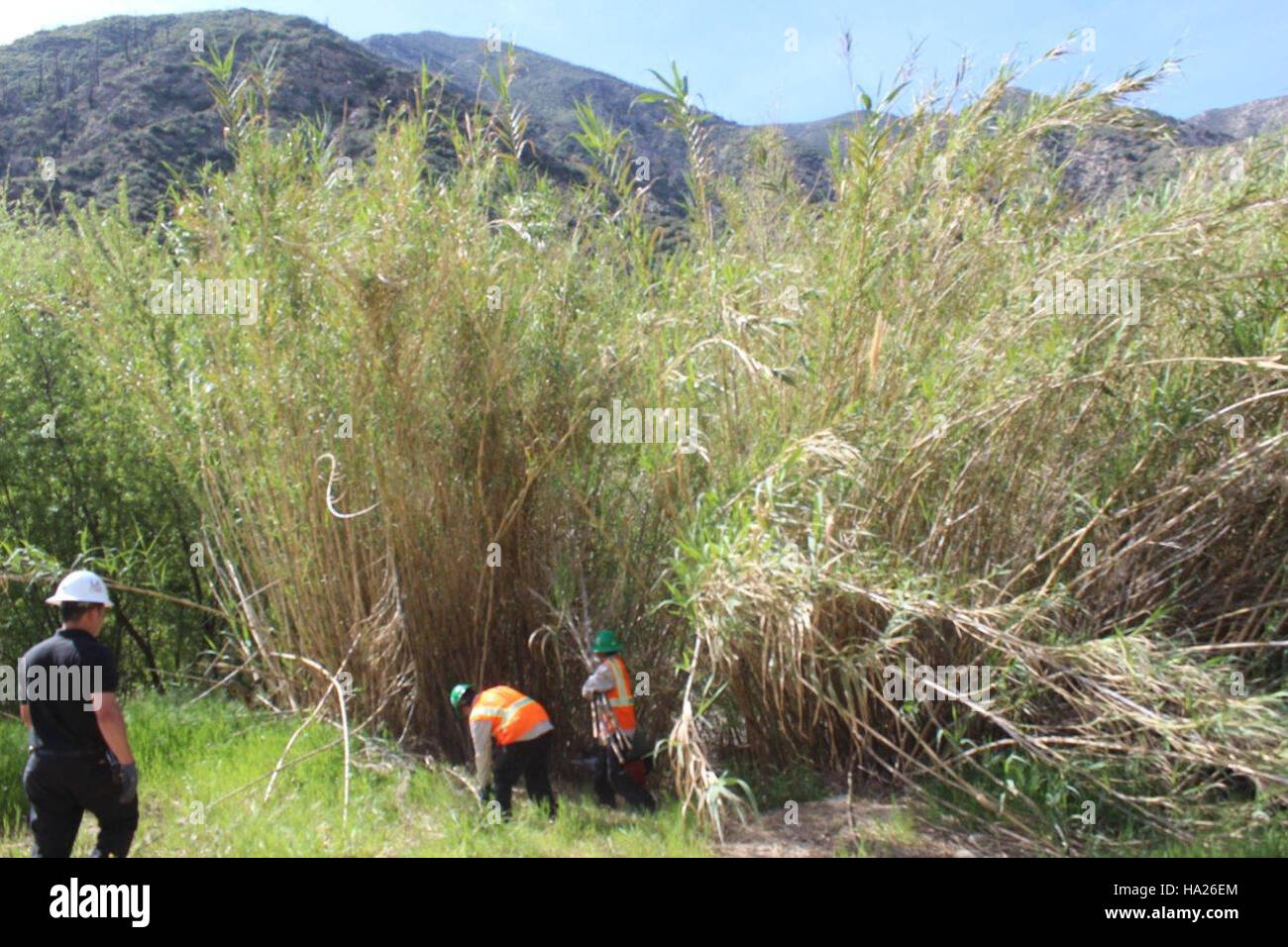 Forest Service employees and volunteers work together to remove ...