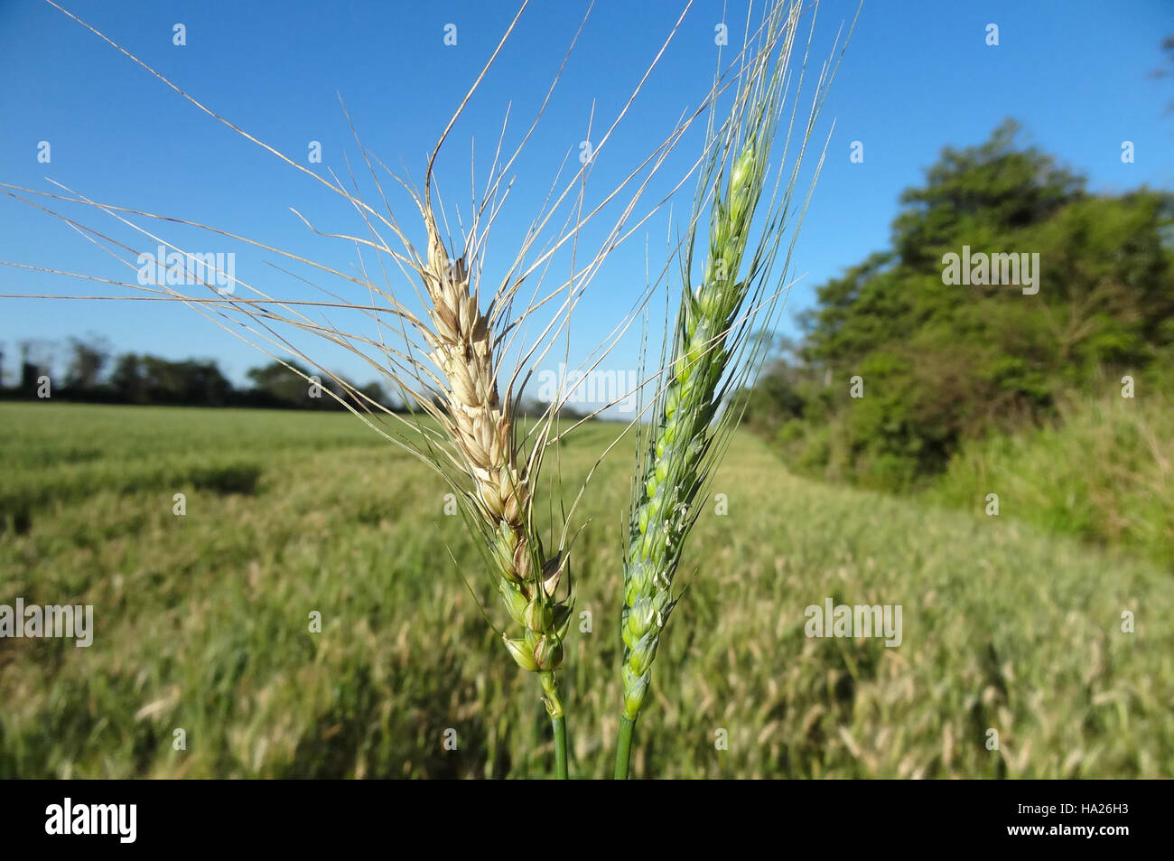 Wheat blast, a disease caused by a fungal pathogen, threatens wheat ...
