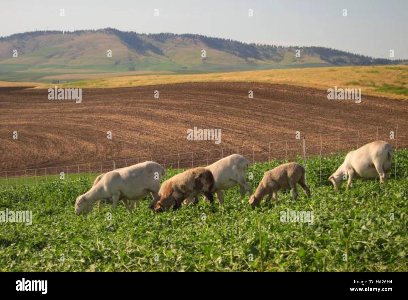 Livestock grazing management is an essential practice for maintaining ...