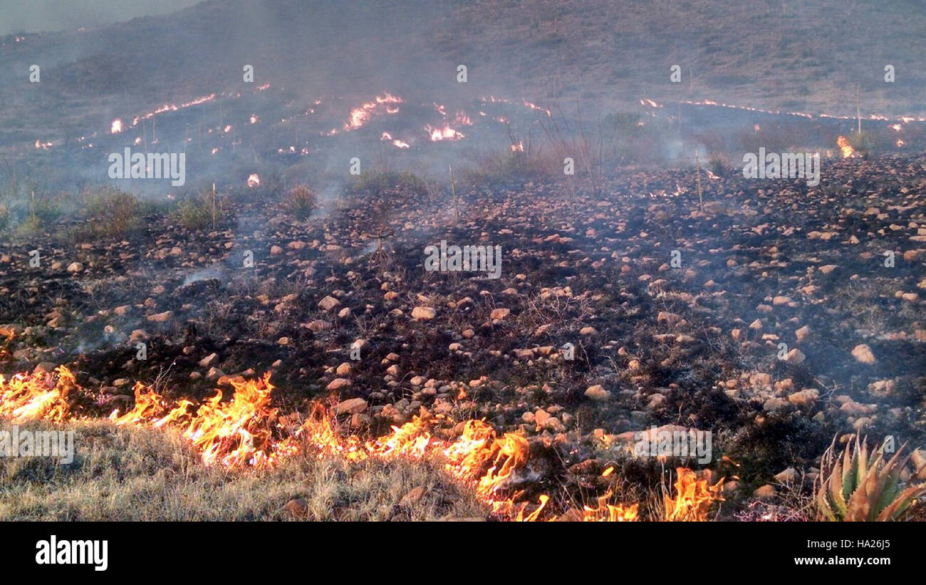 The Arizona College Peak Fire, a wildfire in Arizona, was managed to ...