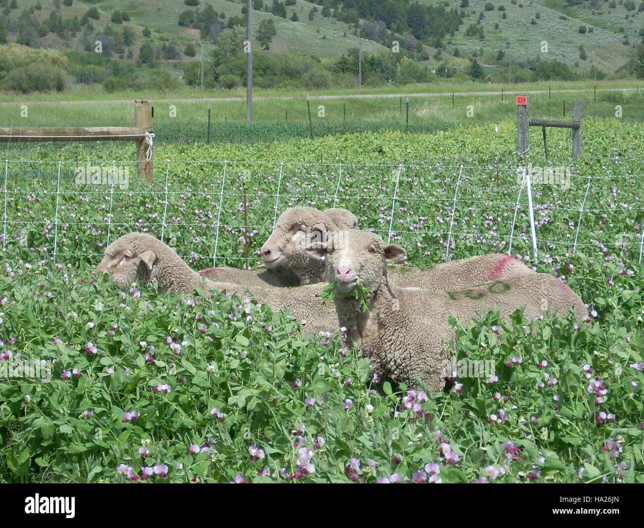 Sheep grazing on cover crops as part of a sustainable farming study at ...