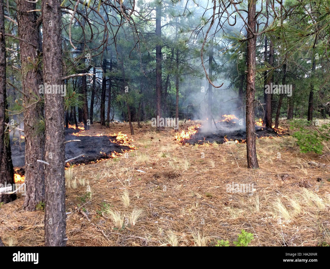 This image shows the aftermath of the Jack Fire in Arizona, a wildfire ...