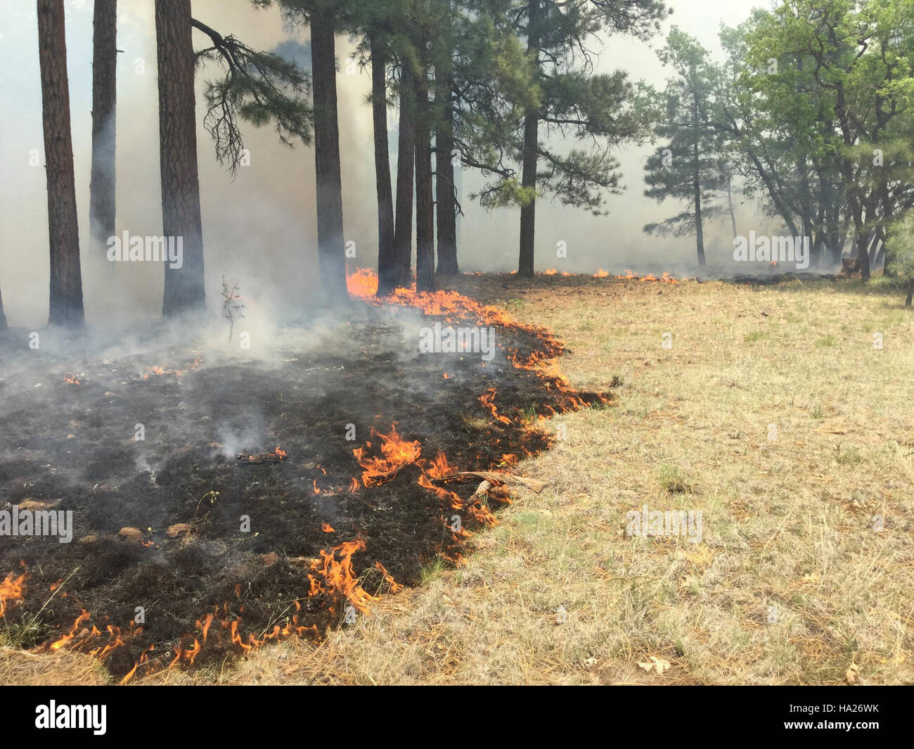The Jack Fire, a wildfire in Arizona, highlights the ongoing challenges ...