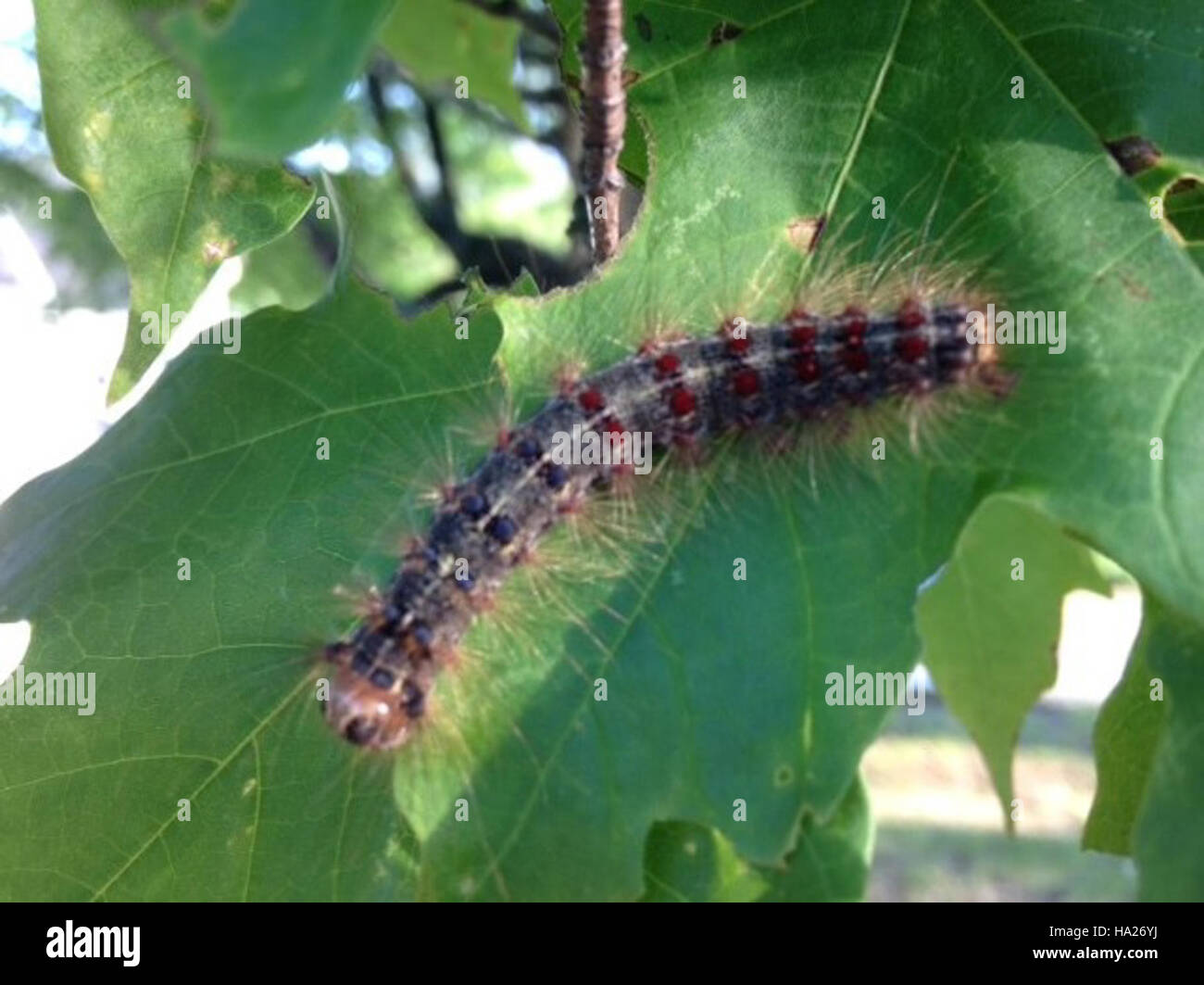 Gypsy moth caterpillar hi-res stock photography and images - Alamy
