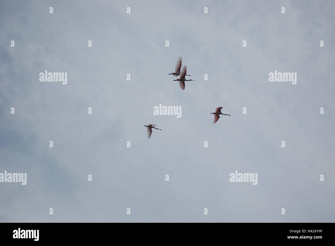 A Roseate Spoonbill is spotted in Everglades National Park. This ...
