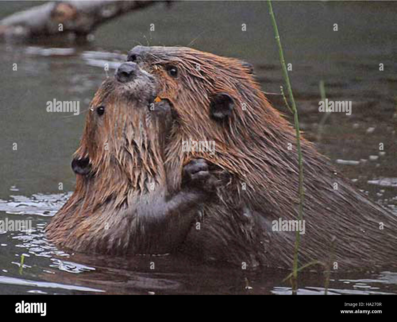 This image captures beavers playing in a national park, demonstrating ...