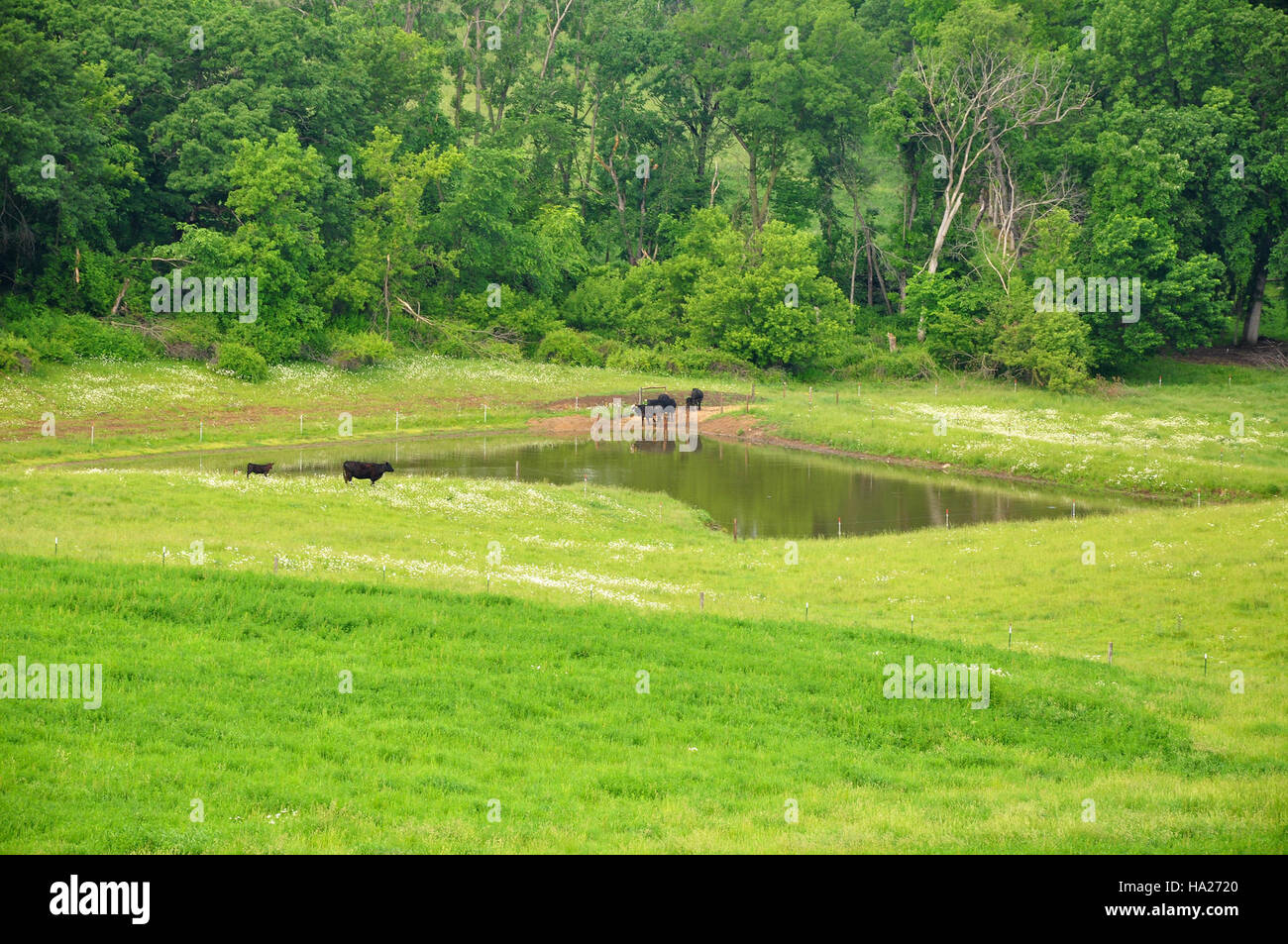Cows use a fenced access ramp to enter grazing areas, part of ...