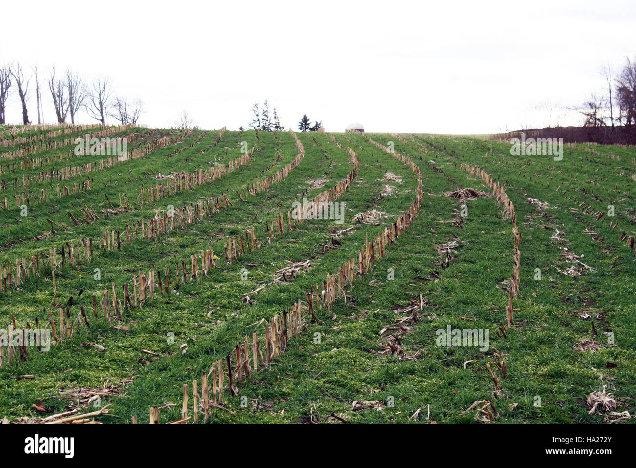 Cover crops play a crucial role in maintaining soil health and ...