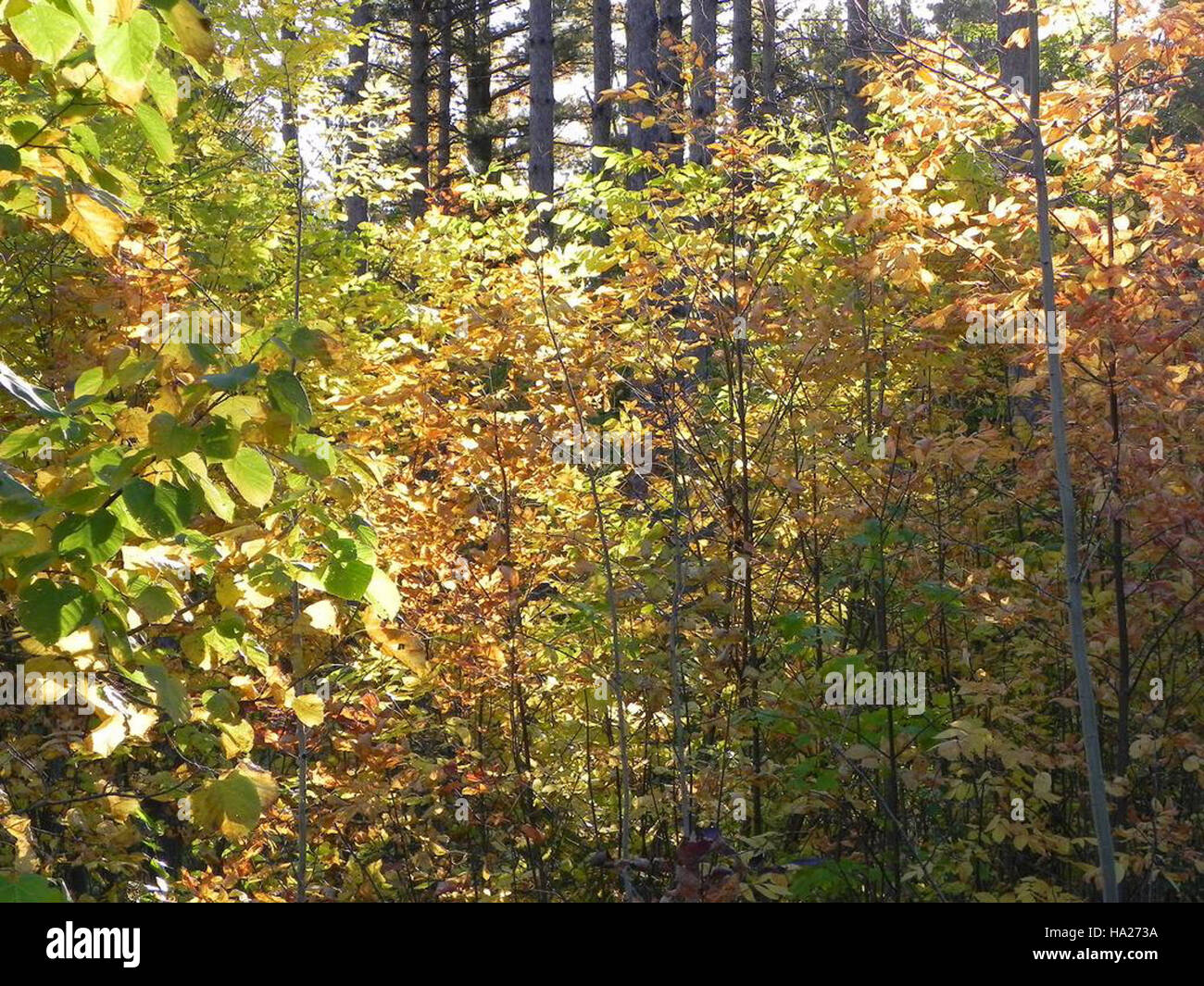 This image depicts saplings stressed by drought conditions. It ...