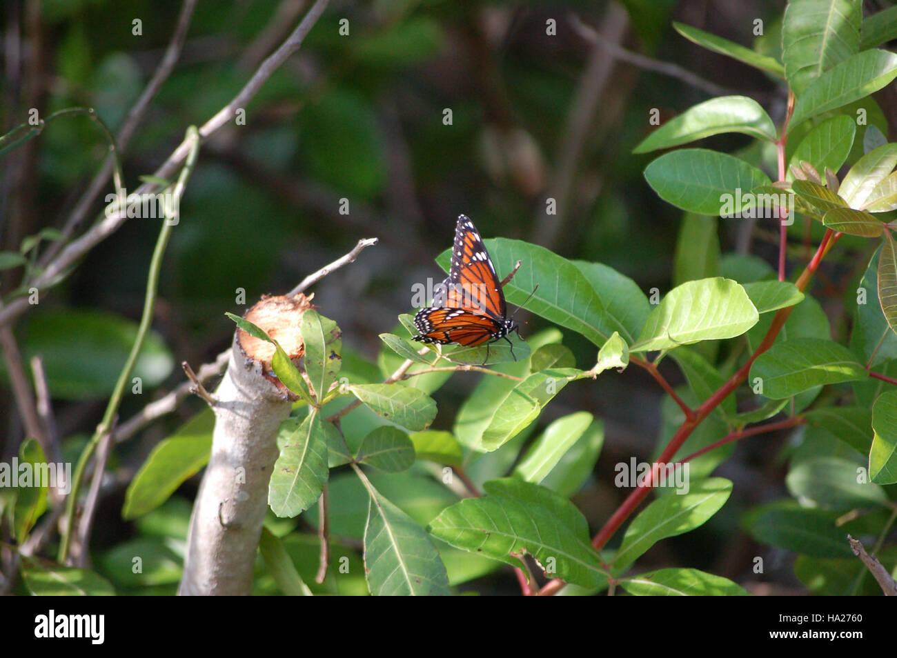 The Viceroy butterfly, a common species in the Everglades National Park ...
