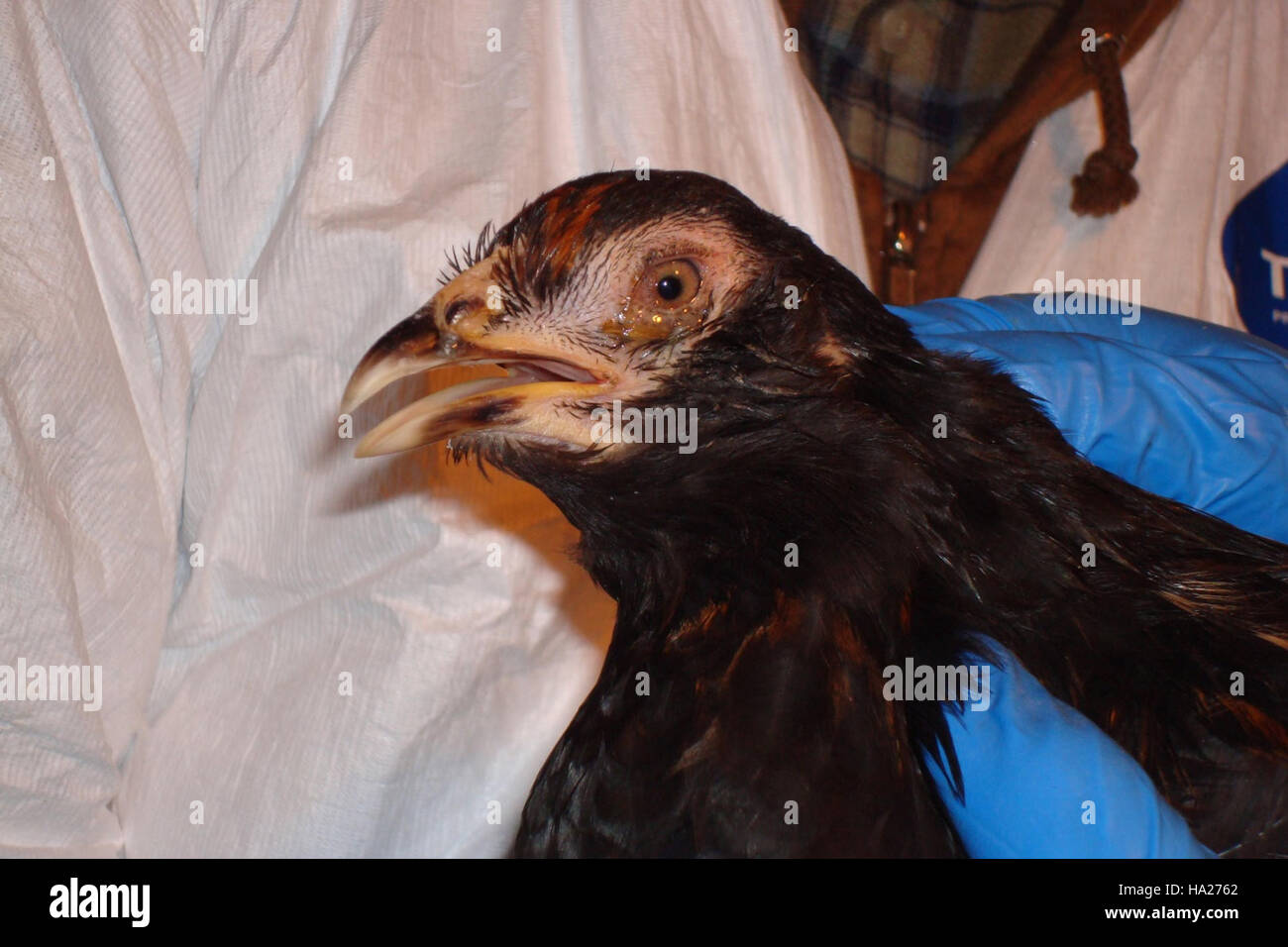 usdagov 30081667224 Chicken infected with low pathogenic avian ...