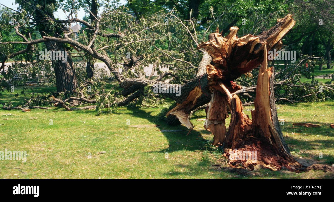 Tree root failure hi-res stock photography and images - Alamy