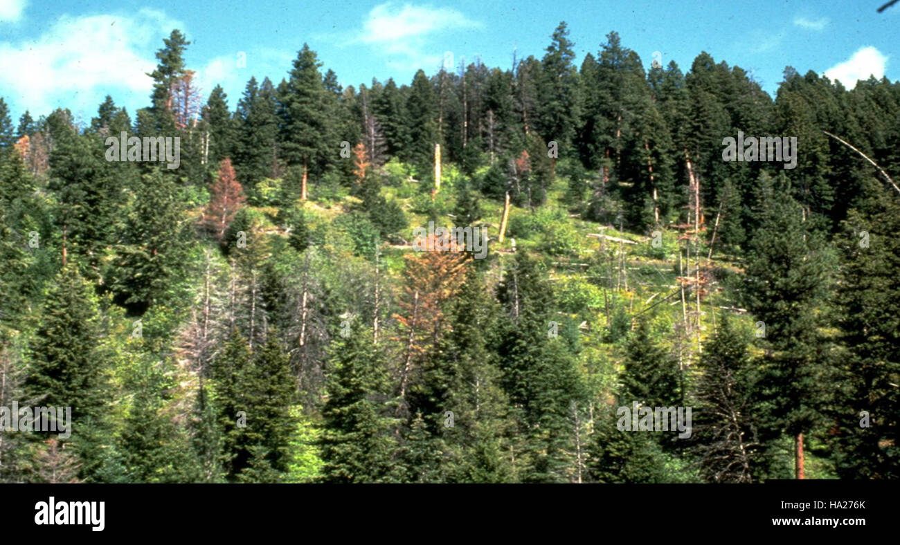 A study on root disease pocket mortality in forests has revealed its ...
