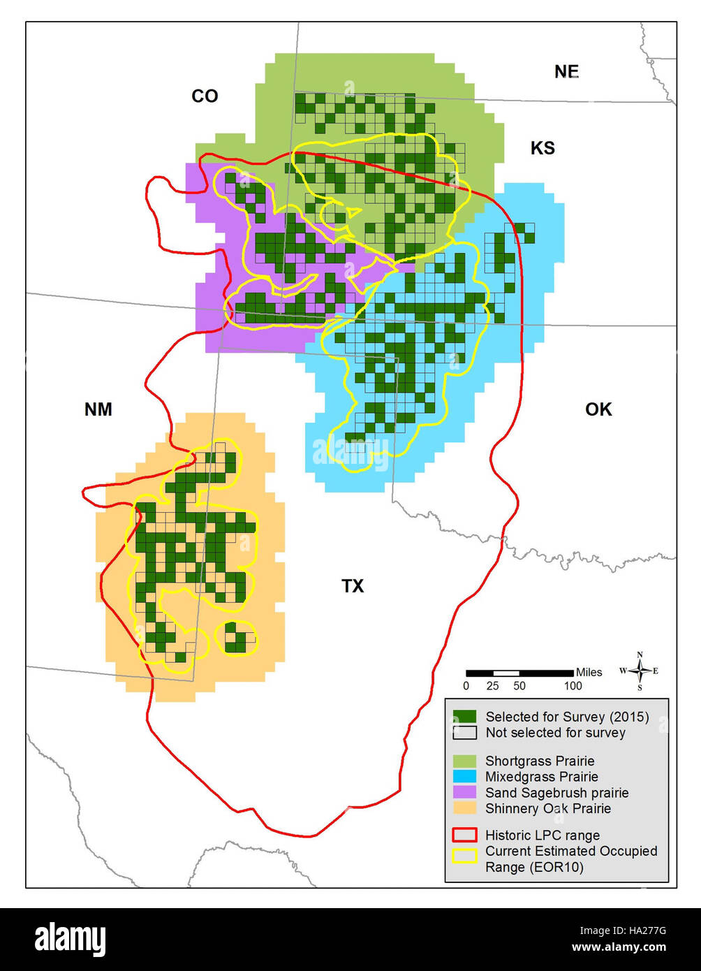 Lesser prairie chicken hi-res stock photography and images - Alamy