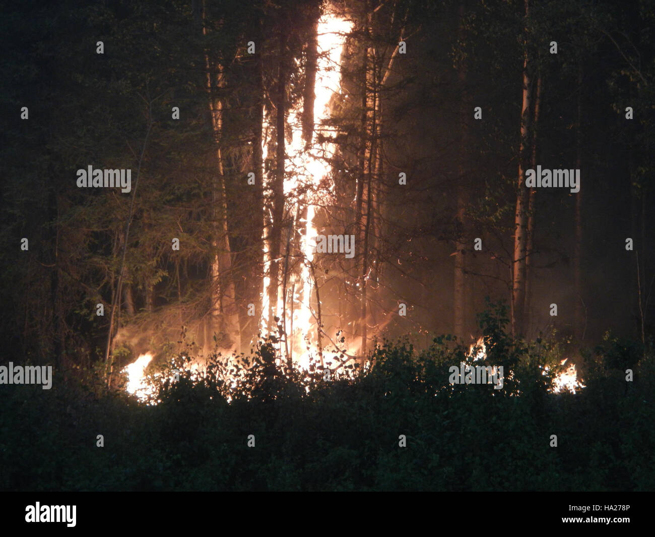 This image shows the aftermath of forest fires in Stewart Creek ...