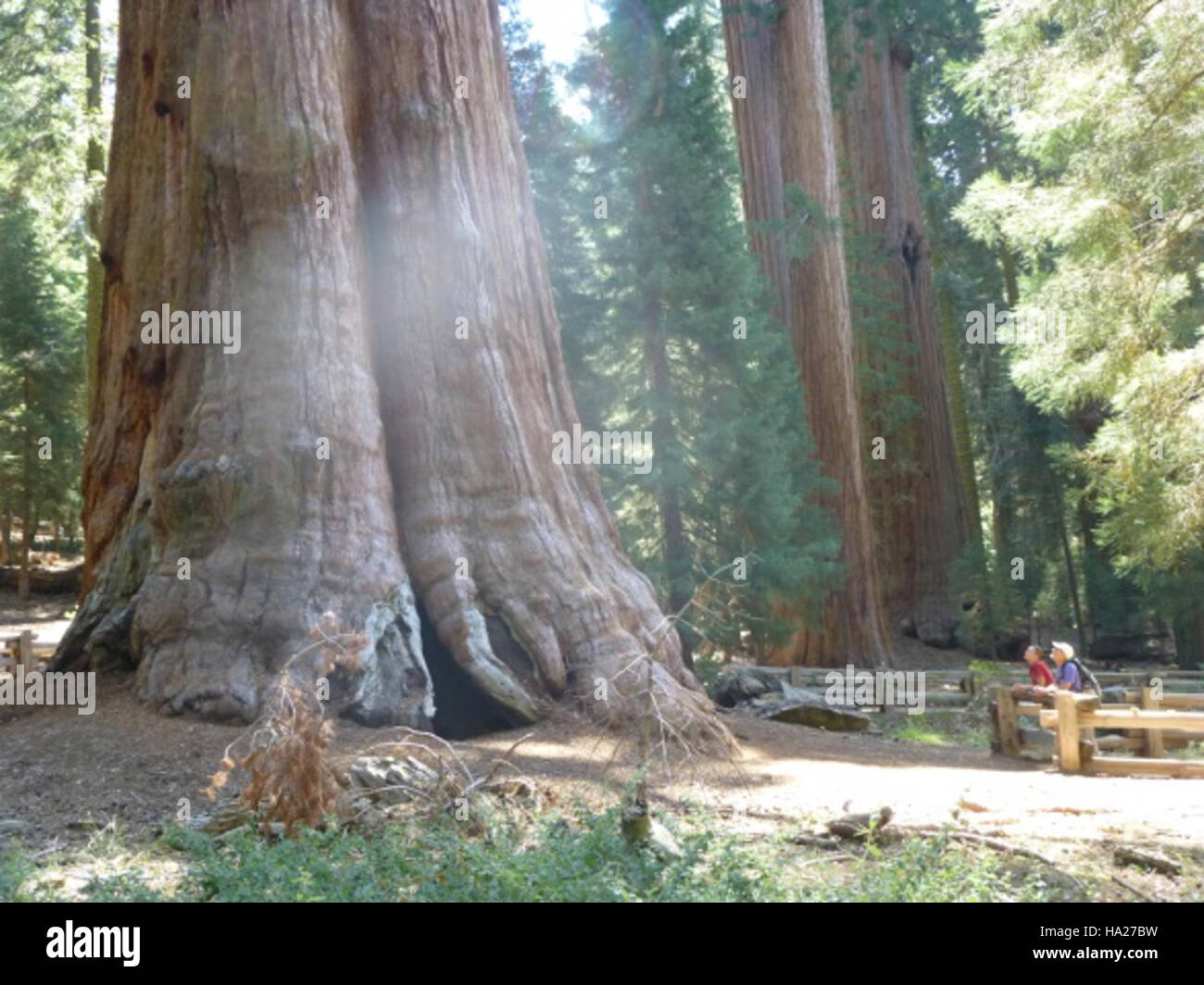 Bethany and her father explore the natural beauty of Sequoia National ...
