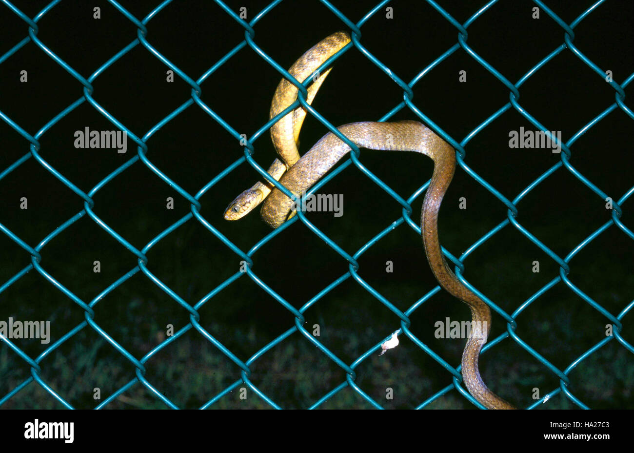 Brown tree snake guam hi-res stock photography and images - Alamy