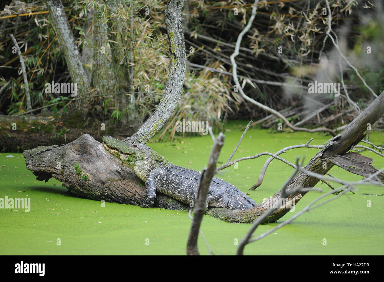 An alligator is photographed in its natural habitat, a protected park ...