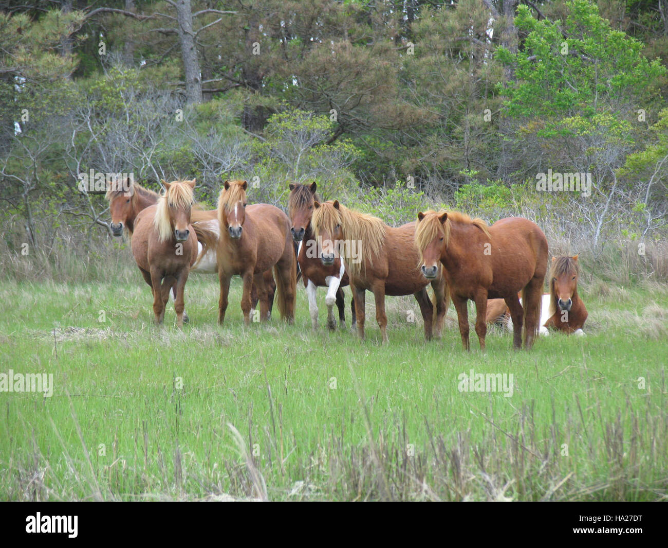 The Assateague Island National Seashore features diverse ecosystems and ...