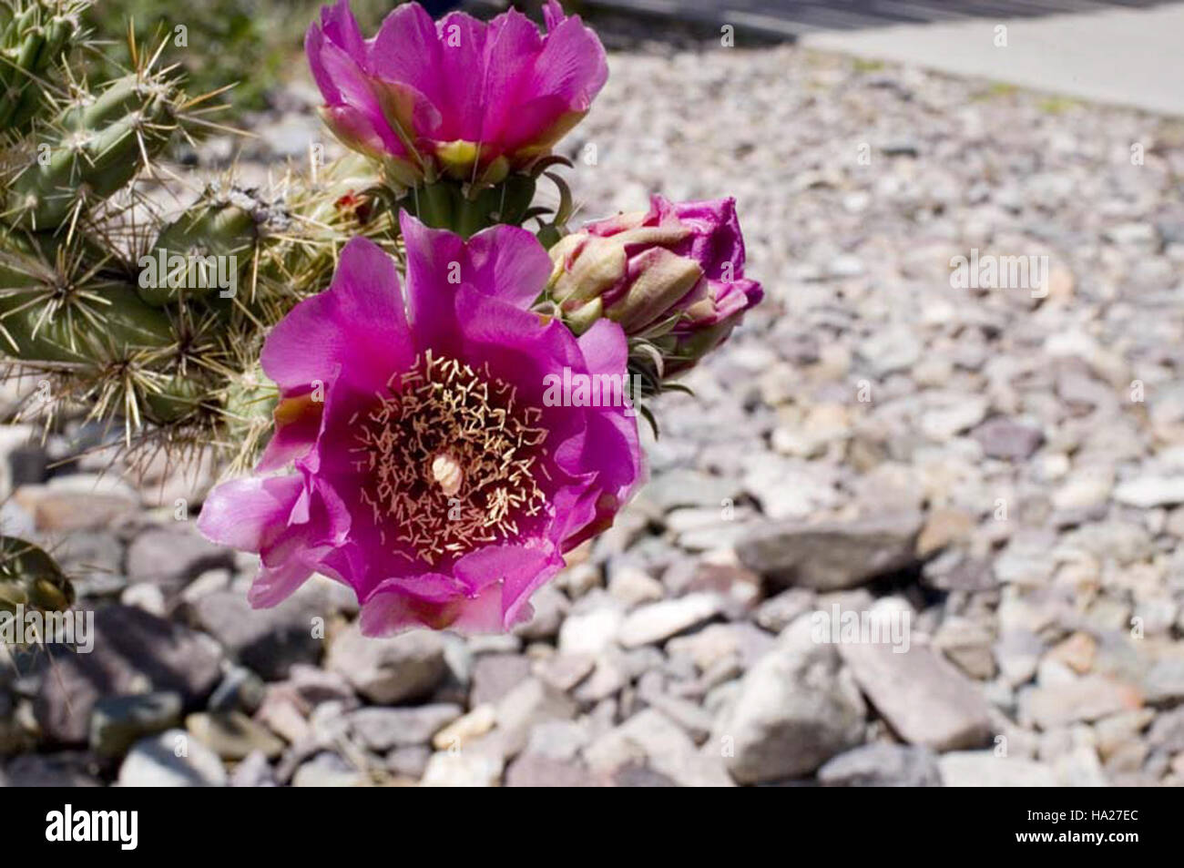 Cane Cholla is a National Park characterized by its desert landscape ...
