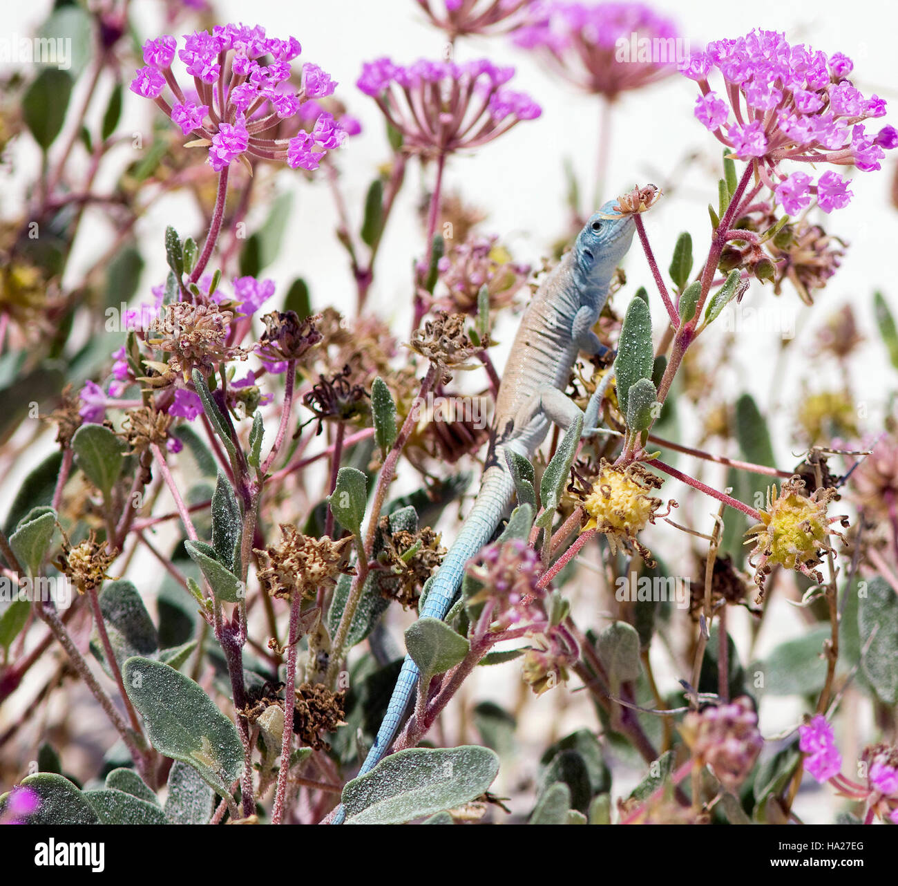 The Blue Striped Whiptail Lizard, known for its vibrant blue markings ...