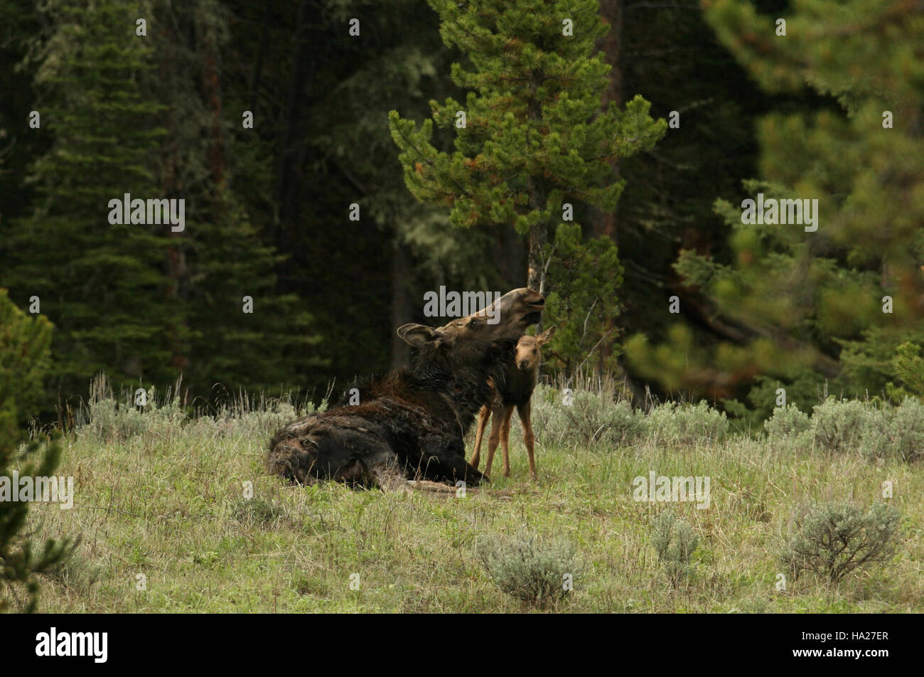 A cow and calf moose are seen in Yellowstone National Park, showcasing ...