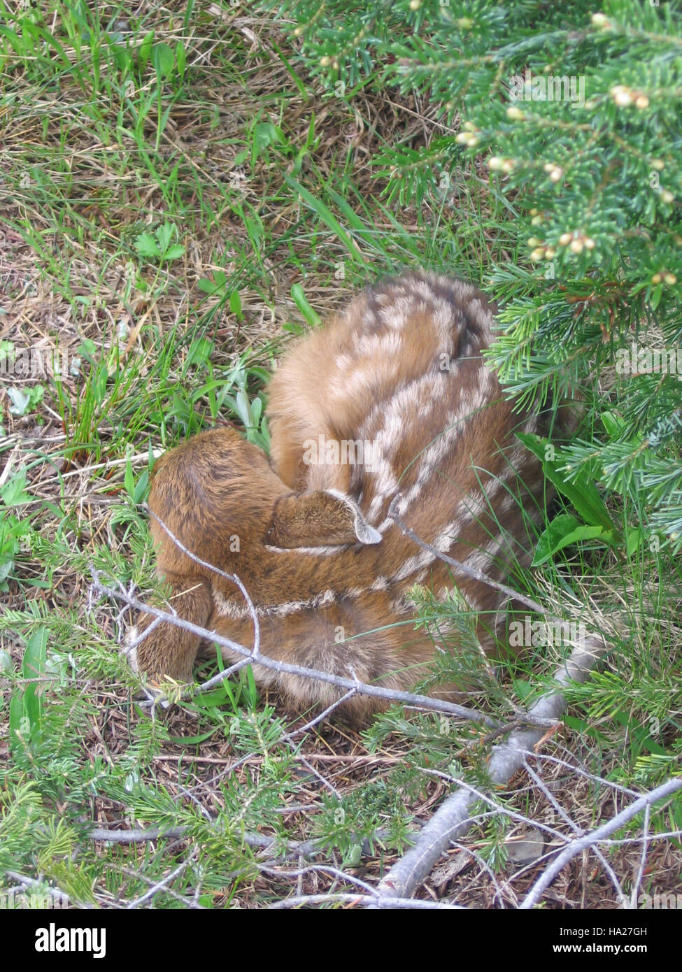 Deer fawn forest undergrowth hi-res stock photography and images - Alamy
