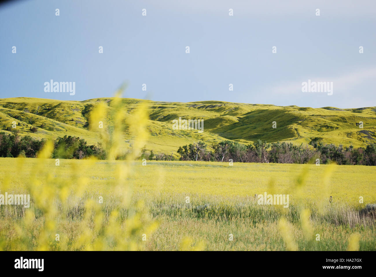 Yellow Sweet Clover is a species found in the Badlands National Park ...