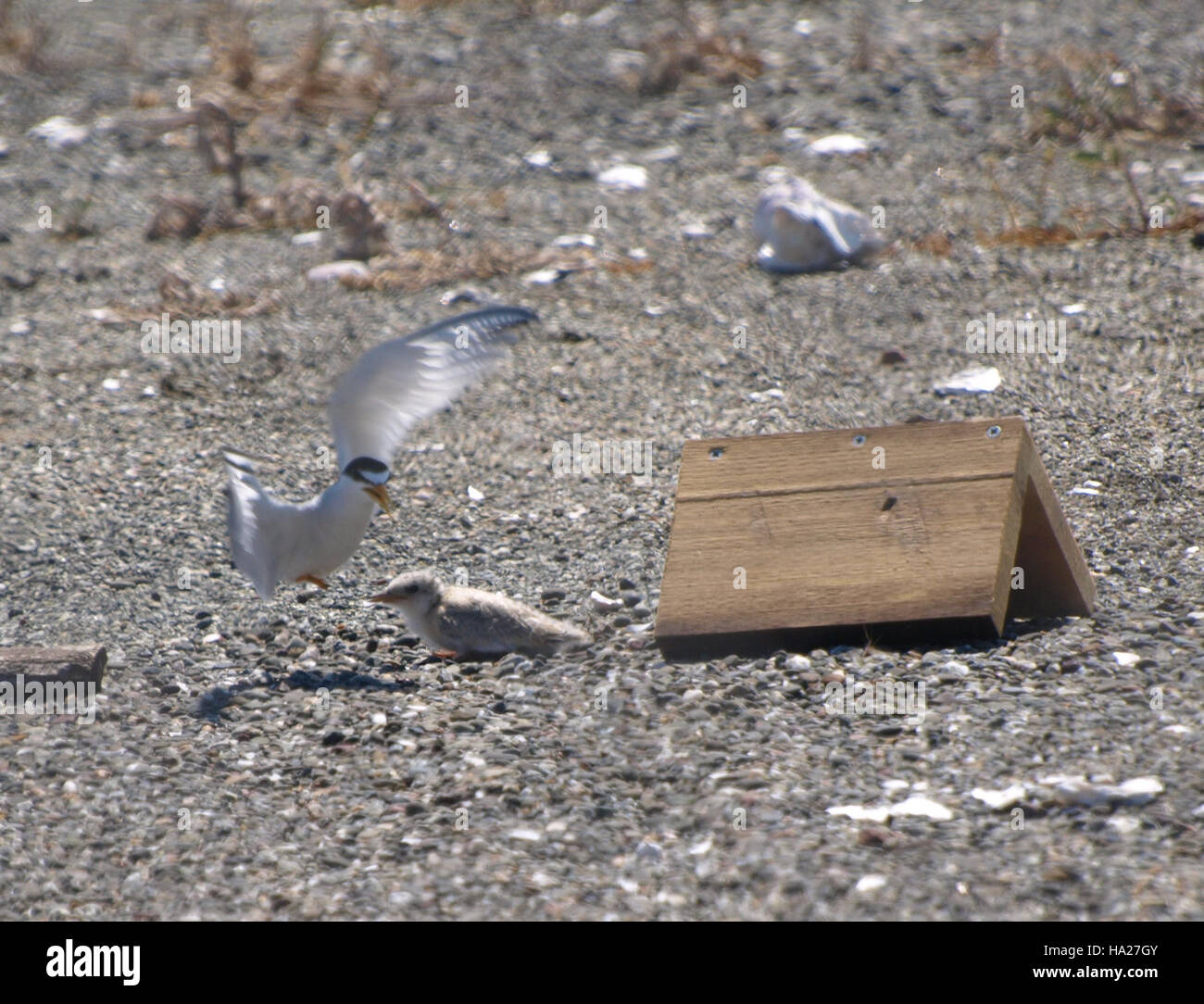 Aphis species hi-res stock photography and images - Alamy