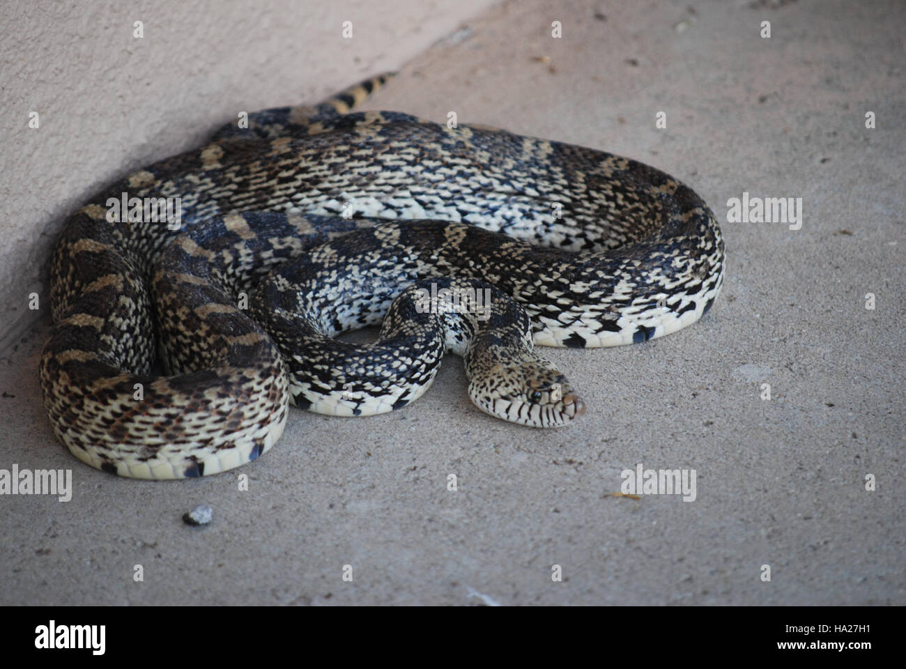 badlandsnationalpark 5881487722 Bullsnake Stock Photo - Alamy