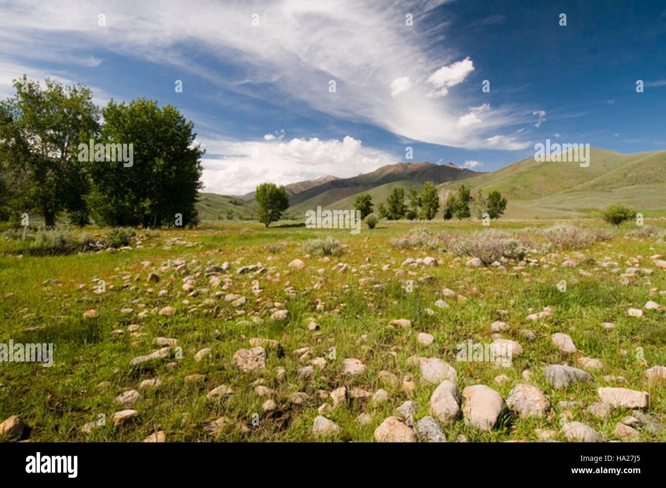 Moist meadows, critical habitats for many plant and animal species, are ...
